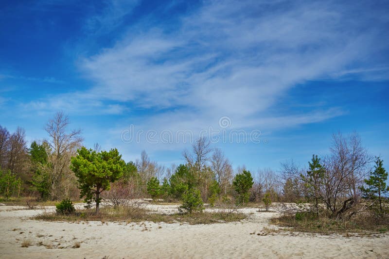 Pine on a beach stock photo. Image of grass, nature, brown - 63963108