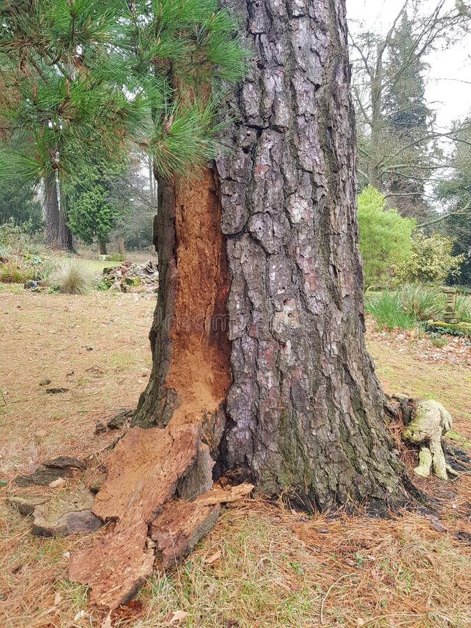 874 Bark Beetle Pine Damage Stock Photos - Free & Royalty-Free Stock ...