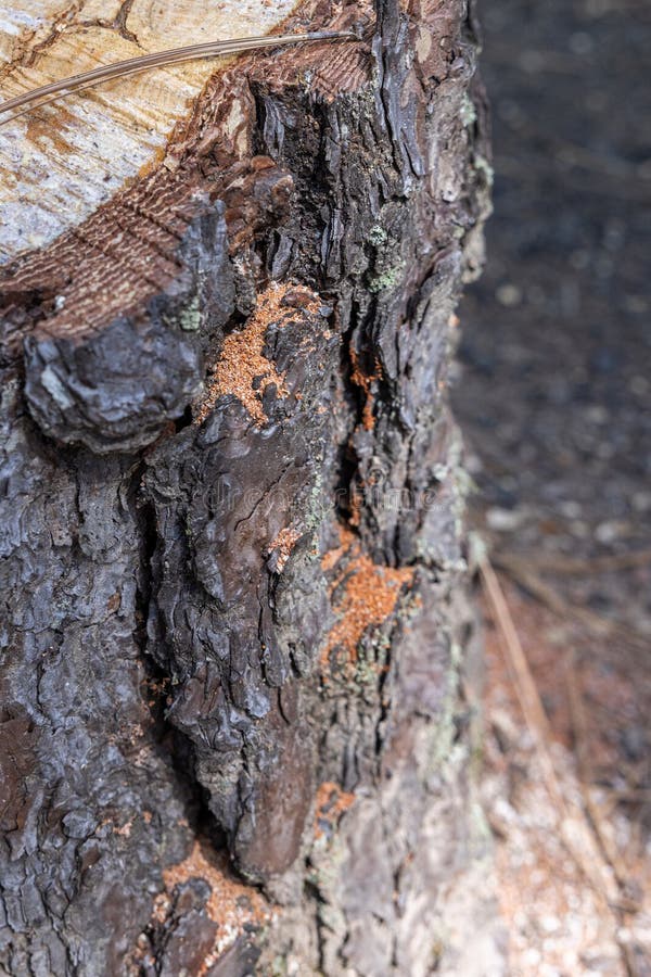 Pine Beetle Evidence - Bore Dust on a Tree Stock Photo - Image of ...