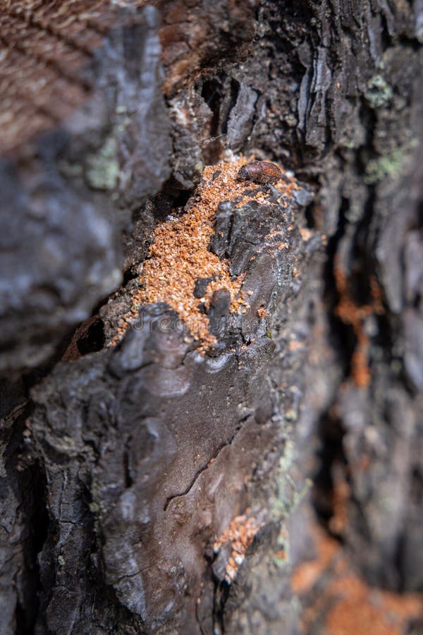Pine Beetle Evidence - Bore Dust on a Tree Stock Image - Image of ...