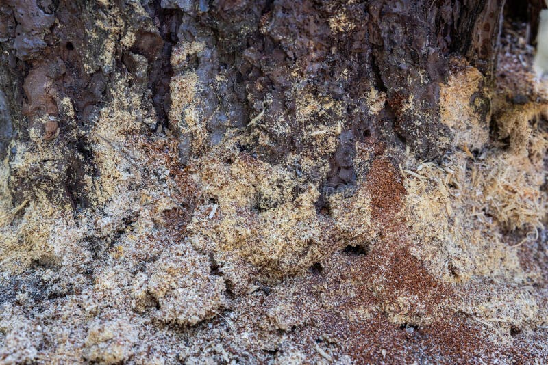 Pine Beetle Evidence - Bore Dust on a Tree Stock Image - Image of eggs ...