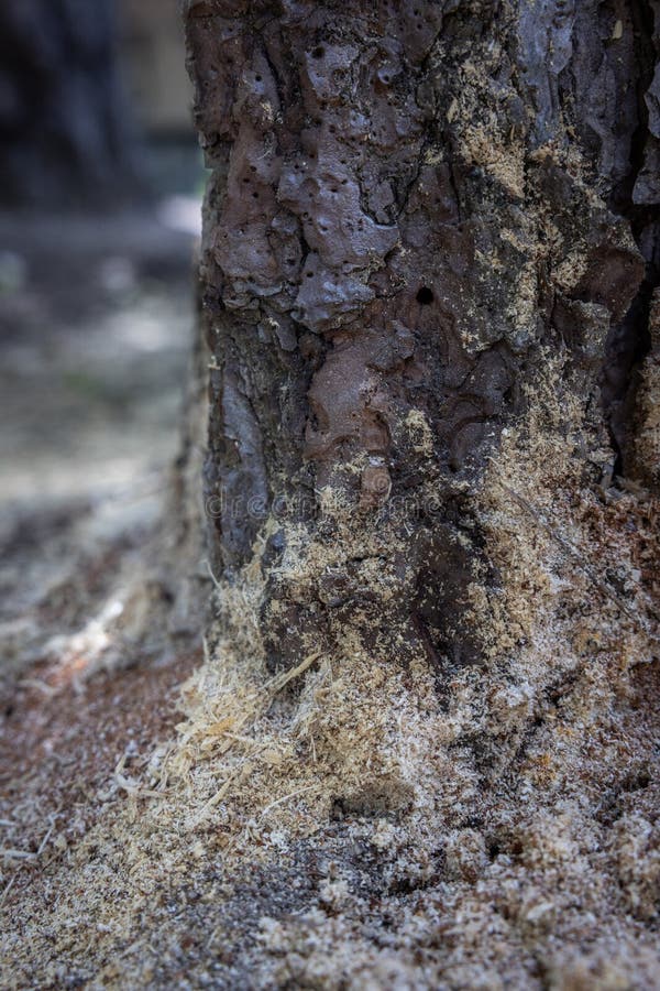 Pine Beetle Evidence - Bore Dust on a Tree Stock Photo - Image of ...