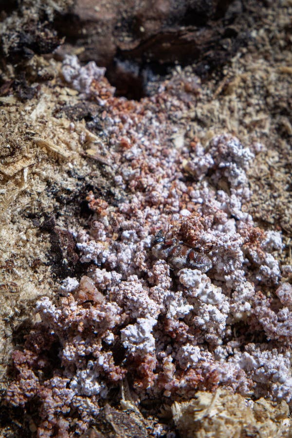 Pine Beetle Evidence - Bore Dust on a Tree Stock Photo - Image of ...