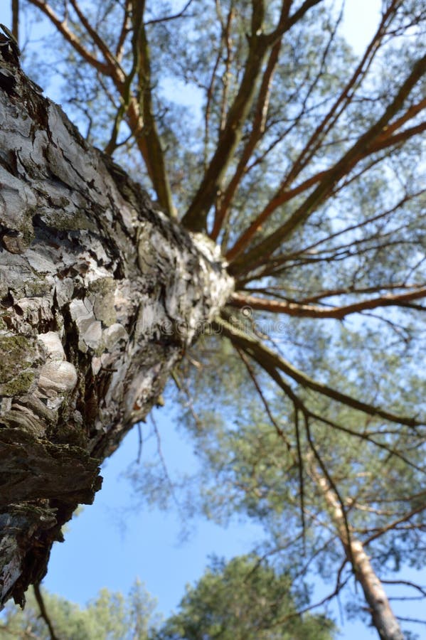 Pine from below stock photo. Image of height, siding - 89677612