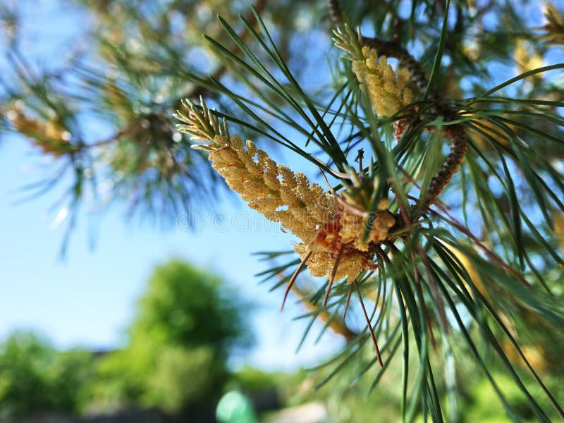 Pine Blossom in Spring. Beautiful Nature in Spring. Details Stock Photo ...