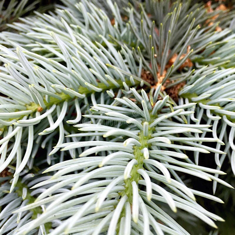 The pine stock photo. Image of blue, scenery, travel - 55226434