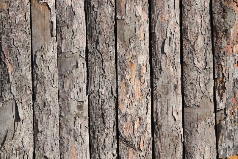 Pine board texture stock photo. Image of decoration, pine - 38648142
