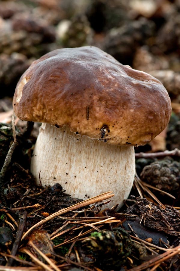 Two Pine Bolete (Boletus Pinophilus) Mushrooms Grown Together ...