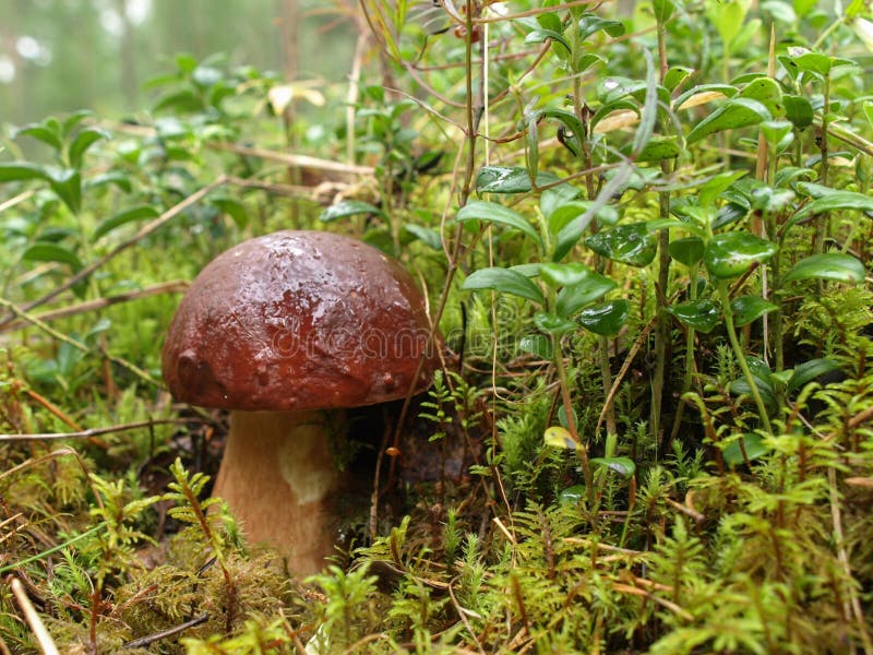 Pine Bolete stock photo. Image of outdoors, fungus, bolete - 76223112