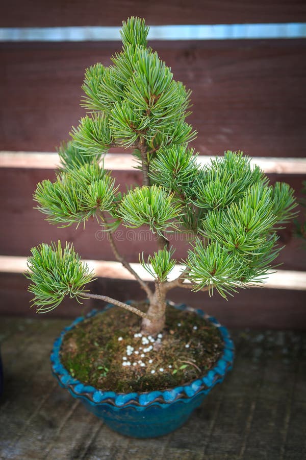 Pine Bonsai Tree in Blue Pot Stock Photo - Image of branch, nature ...