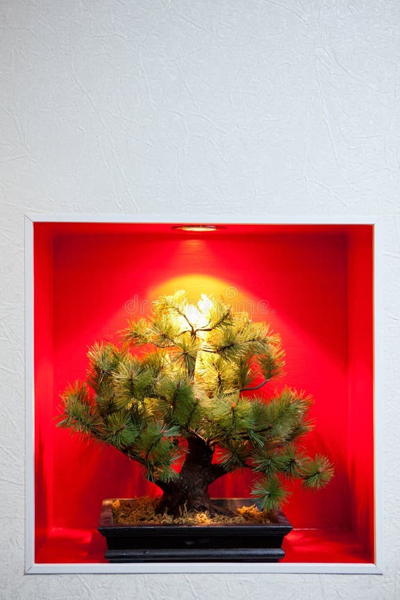 Pine Bonsai Tree in a Recessed Wall Stock Photo - Image of ancient ...