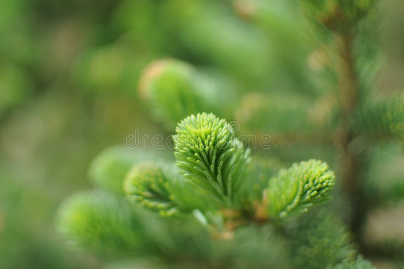Pine boughs stock photo. Image of detail, background - 71485738