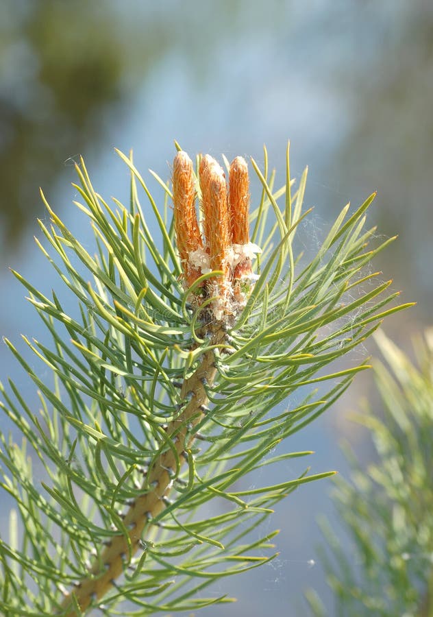 Pine branch stock image. Image of detail, outdoor, environment - 14673573