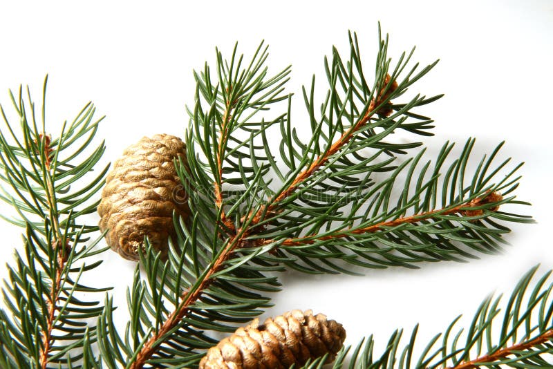 Pine branch stock photo. Image of fall, pine, botany - 16931622