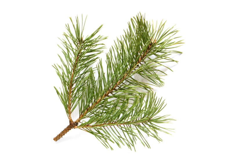 Pine branch stock image. Image of macro, ornate, evergreen - 21925967
