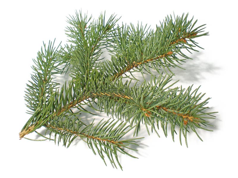 Pine Branch Picture. Image: 6378985