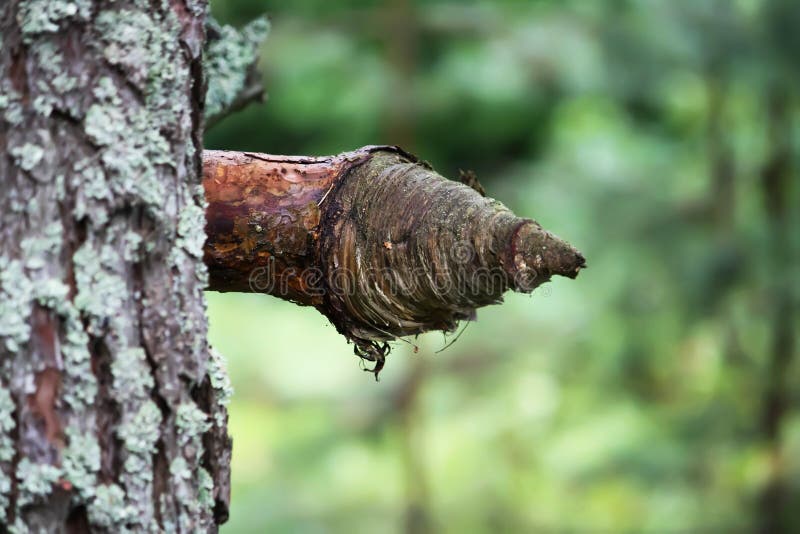 Pine Branch in Arrow Form in a Summer Forest. Stock Image - Image of ...