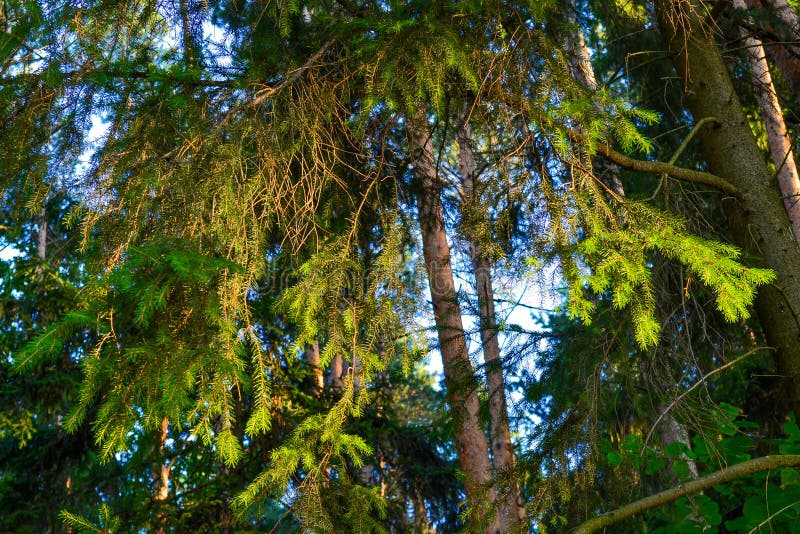 Pine branch. Bottom view stock image. Image of growth - 101413295