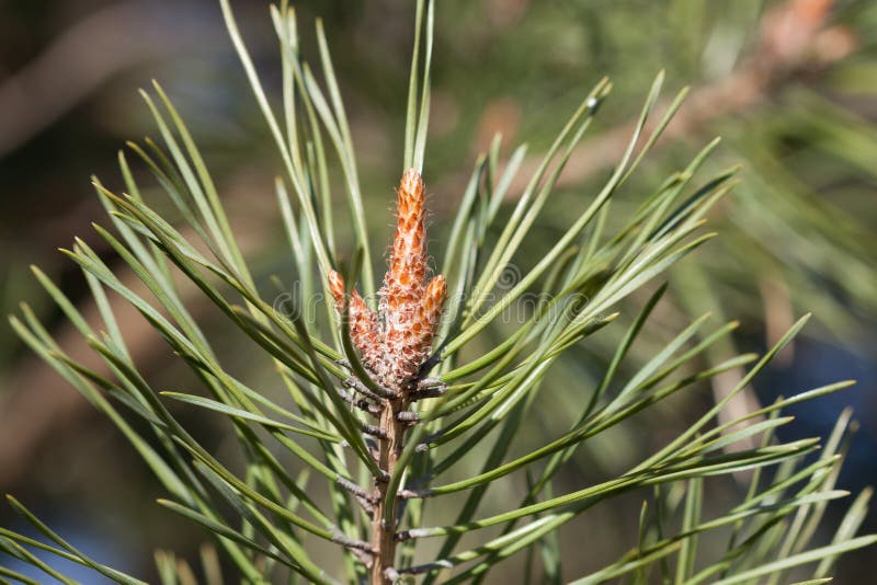 Pine branch with buds stock photo. Image of nature, conifer - 105878030