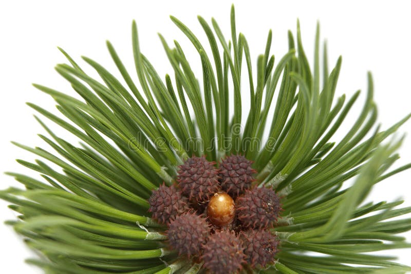 Pine branch closeup stock photo. Image of celebration - 6244502