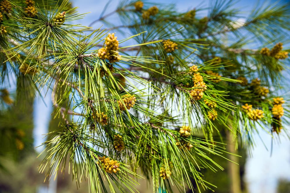 Pine branch with cones stock photo. Image of tranquil - 31319336