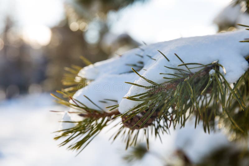 Snow covered pine branch stock photo. Image of closeup - 28819914