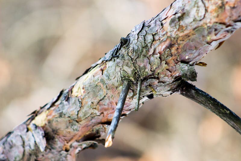 Pine branch stock image. Image of forest, twig, branch - 72870307