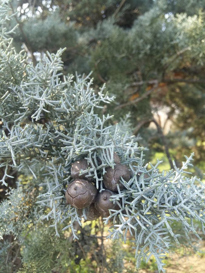 Pine Branch or Fir Tree Fruit Stock Image - Image of frost, green ...