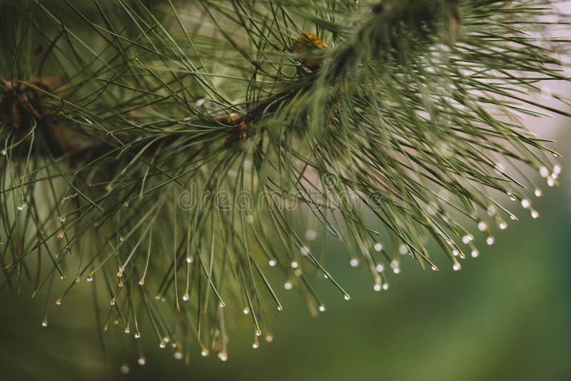 Pine Branch with Green Needles in Raindrops Closeup. Water Drops on the ...