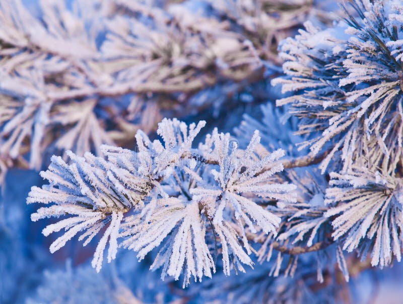 Pine branch in ice stock image. Image of color, frost - 32259531