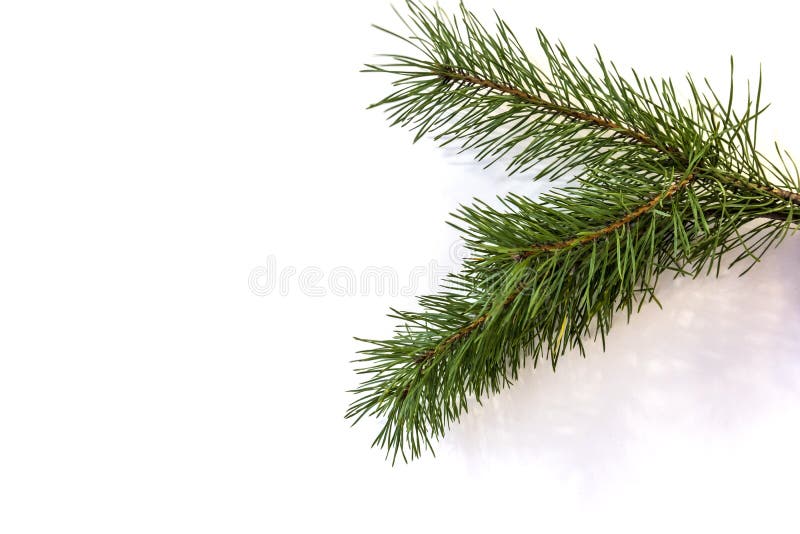 Pine Branch, Isolate, Design Element for Christmas Stock Photo - Image ...