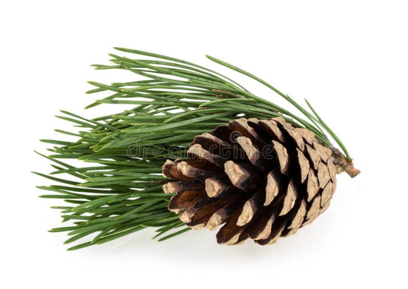 Pine Branch Isolated on White Stock Image - Image of leaf, isolated ...