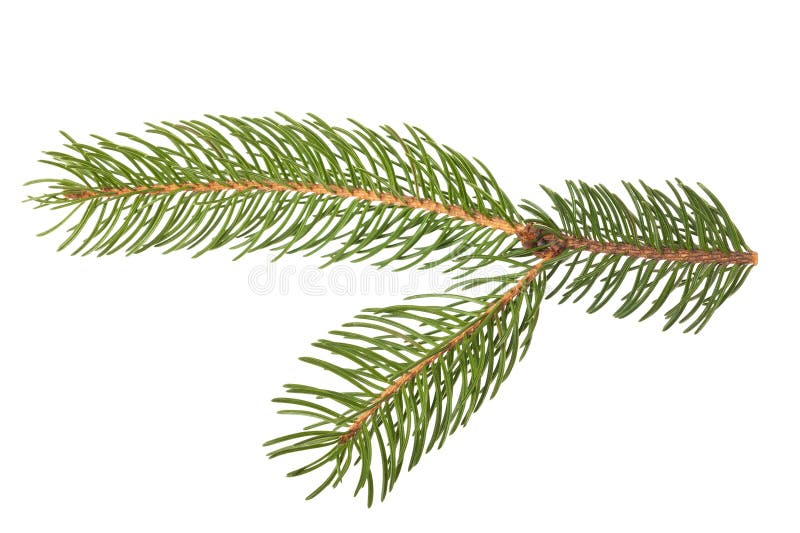 Pine Branch stock photo. Image of detail, natural, branch - 394046