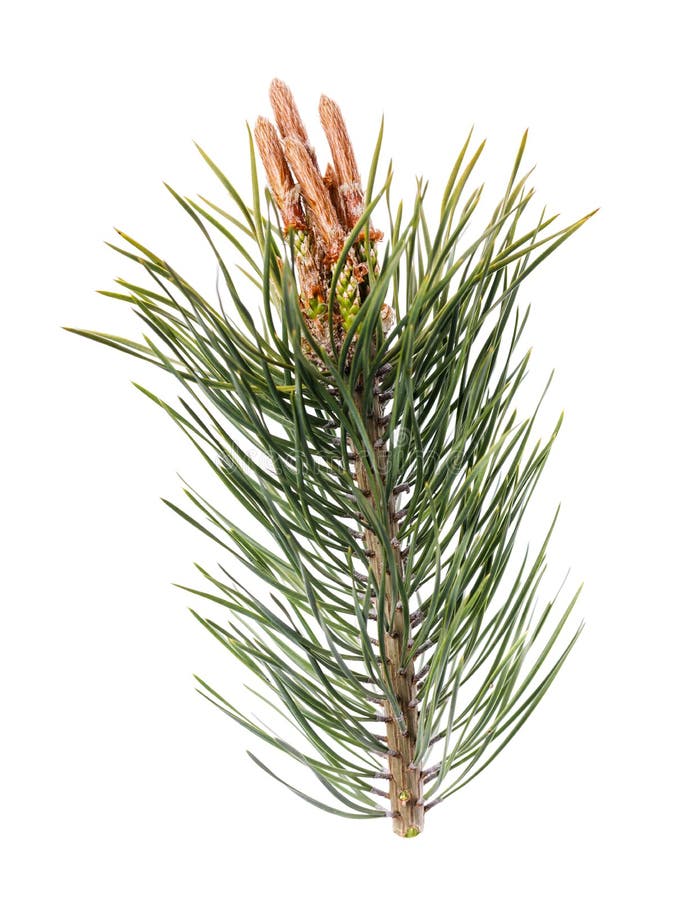 Pine branch isolated stock photo. Image of branch, forest - 147279426
