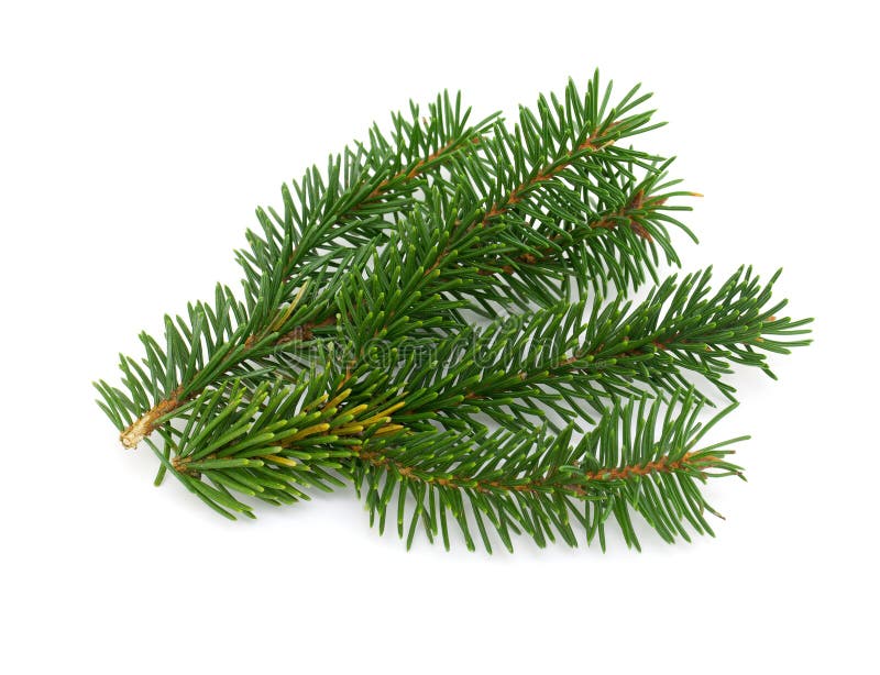 Pine branch stock image. Image of strobilus, small, decoration - 16631189