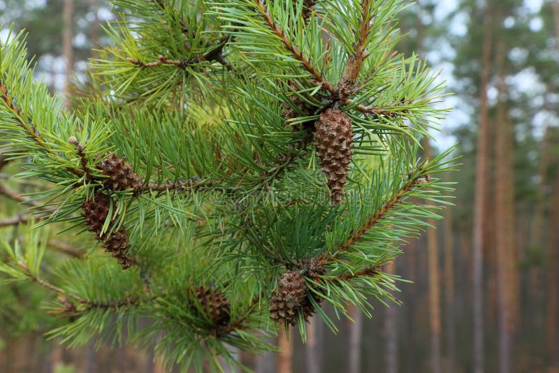 Pine Branch with a Lump on a Forest Background. Stock Photo - Image of ...