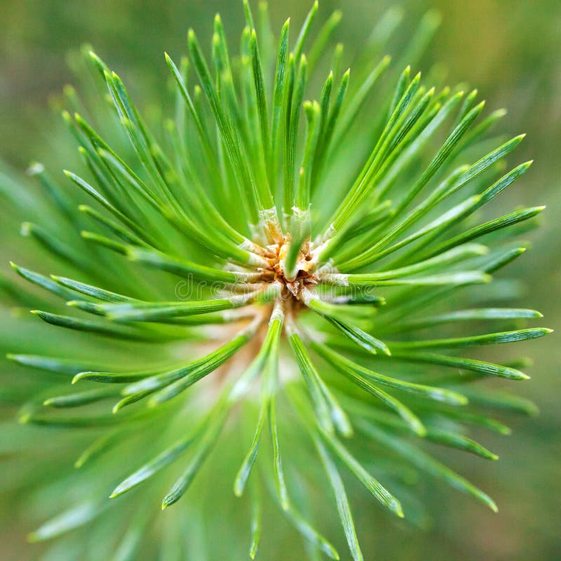 Pine branch. Macro stock image. Image of seasonal, conifer - 31911127