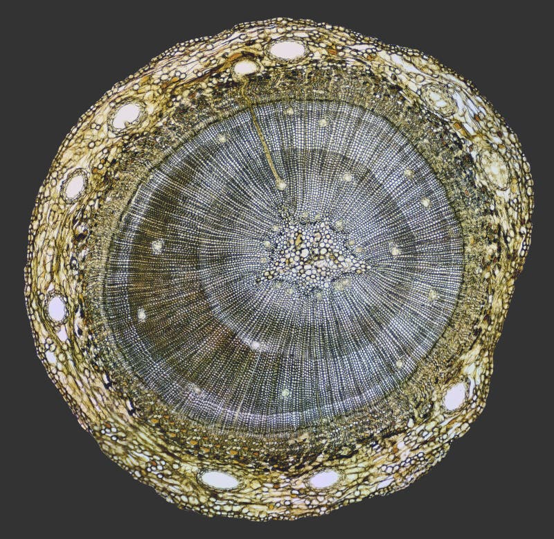 Fern root cross section stock photo. Image of scientific - 5603746