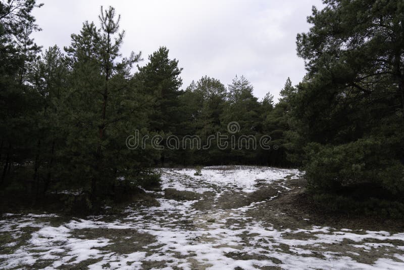 Pine Trees in an Evergreen Forest on a Winter Day Stock Image - Image ...
