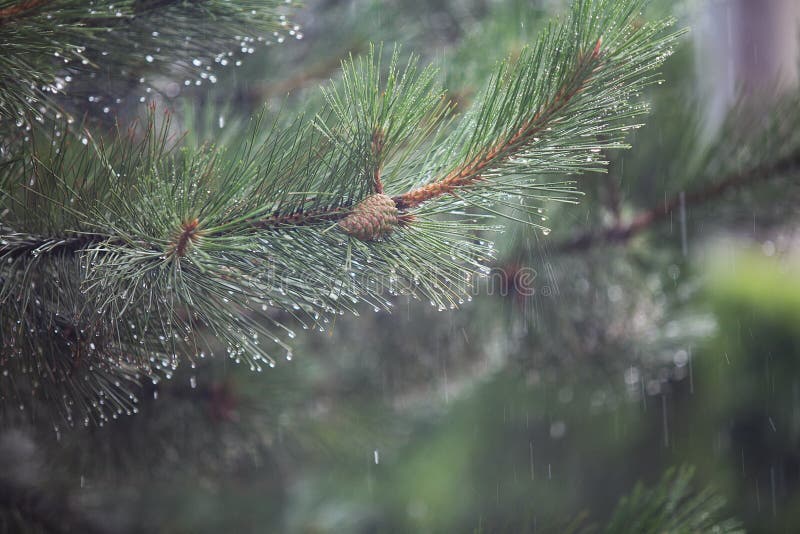 Pine Branch in the Pouring Rain Stock Photo - Image of moisturizing ...