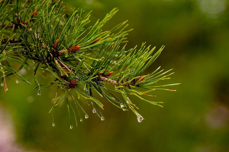 Pine branch after rain stock image. Image of conifers - 181352639