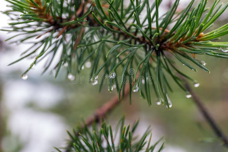 Pine branch after the rain stock image. Image of forest - 123569517
