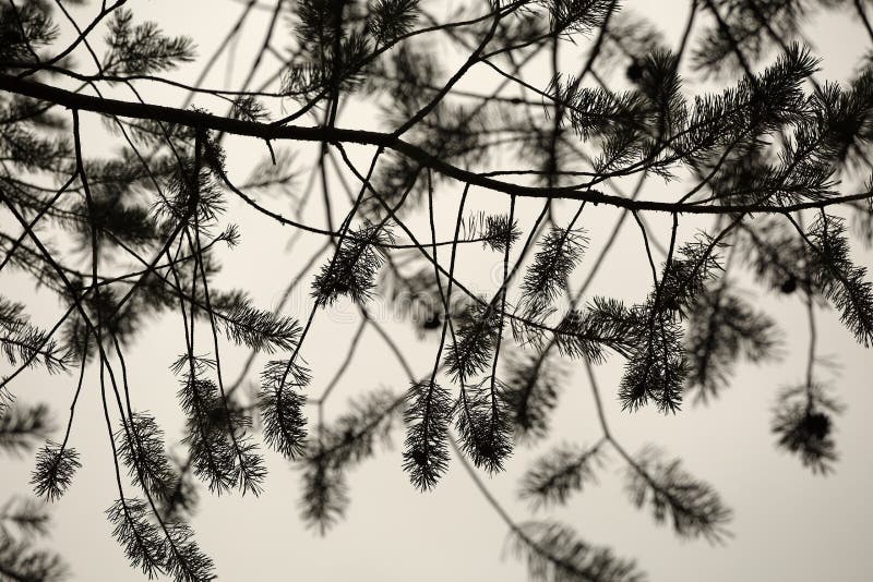 Pine branch silhouettes stock photo. Image of branches - 63027656