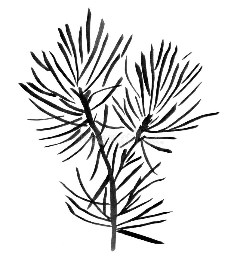 Pine Branch Single Line Drawing Stock Illustrations – 210 Pine Branch ...