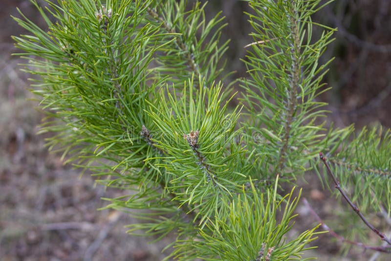 Pine Branch on a Small Tree in the Forest Stock Image - Image of ...
