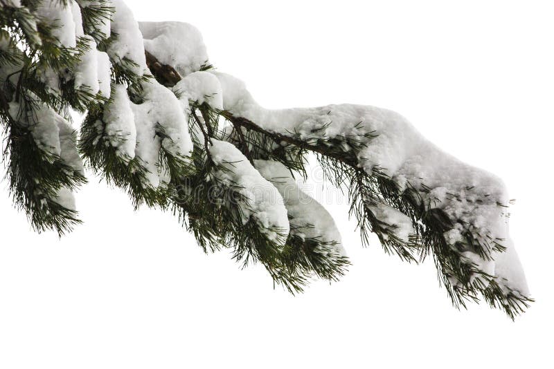 Pine branch in the snow. stock image. Image of backdrop - 108082963
