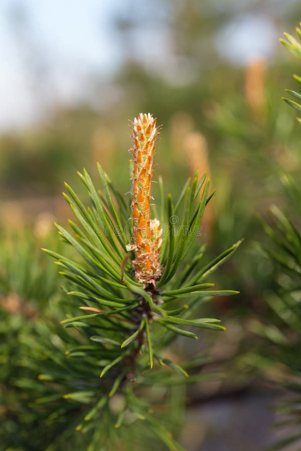 Pine Branch in Spring Closeup Stock Photo - Image of pine, nature ...