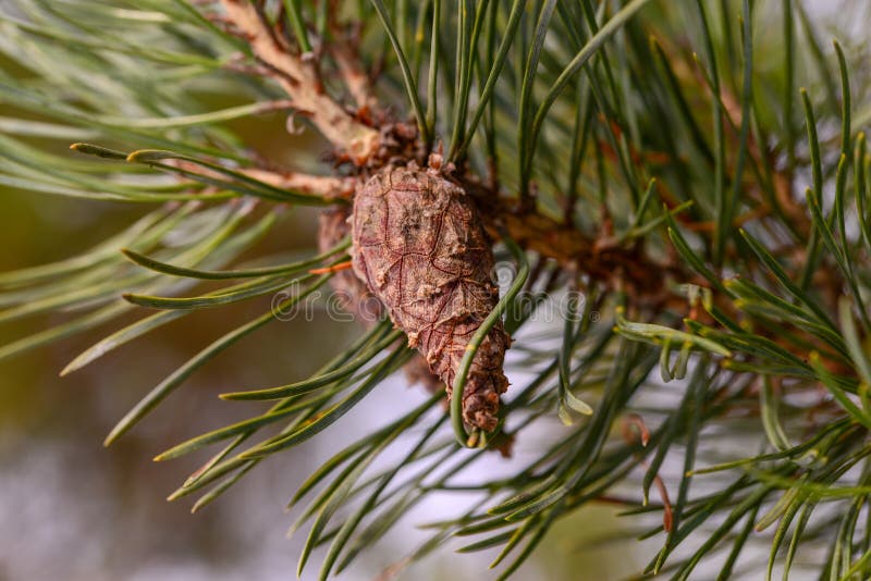 Pine Branch with Swollen Bud Stock Photo - Image of forest, foliage ...