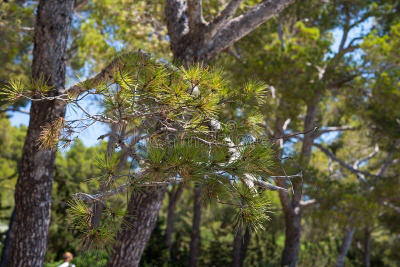 Pine Branch on a Tree, Spain, Palma De Mallorca, Selective Focus Stock ...