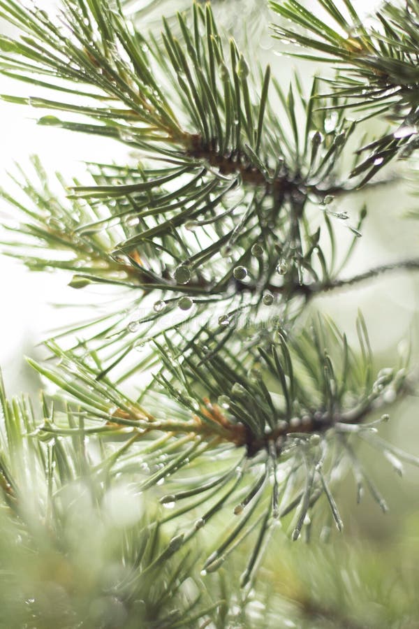 Pine Branch with Water Drops on a Blurred Background of Pine Needles ...